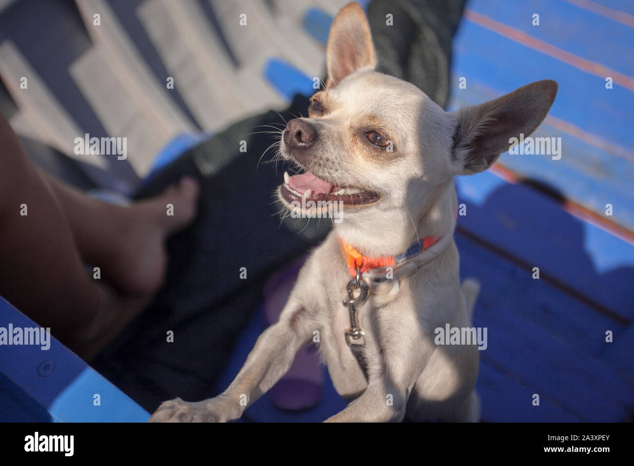 Chihuahua DOG smiling Stock Photo - Alamy