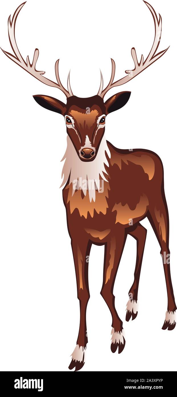 Cartoon brown male deer illustration on white background Stock Vector ...
