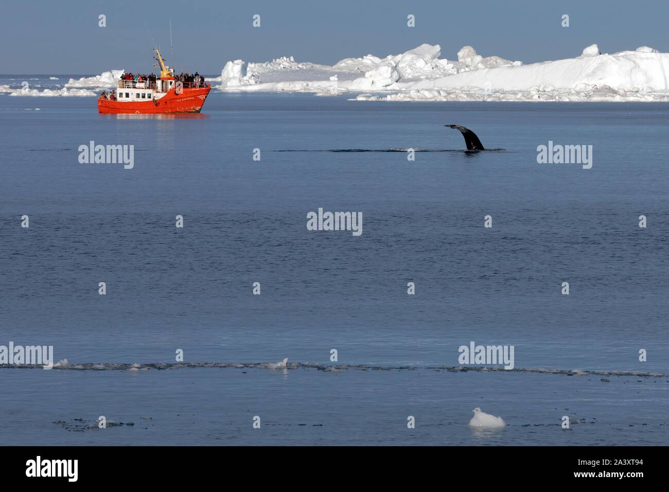 ICEBERG OBSERVATION BOAT AND WHALES, SERMERMIUT, ILULISSAT ICEFJORD ...