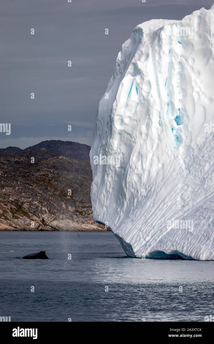 WHALE IN FRONT OF THE ICEBERGS OF SERMERMIUT, ILULISSAT ICEFJORD ...