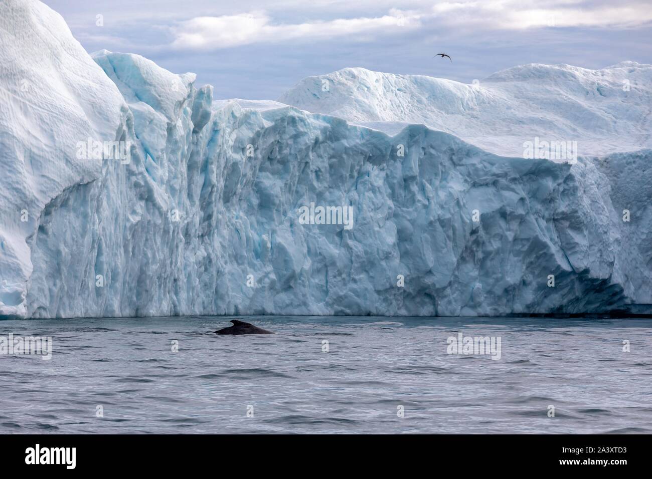 WHALE IN FRONT OF THE ICEBERGS IN THE SERMERMIUT, ILULISSAT ICEFJORD ...