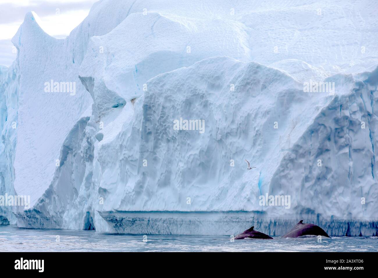 WHALES IN FRONT OF THE ICEBERGS IN THE SERMERMIUT, ILULISSAT ICEFJORD ...
