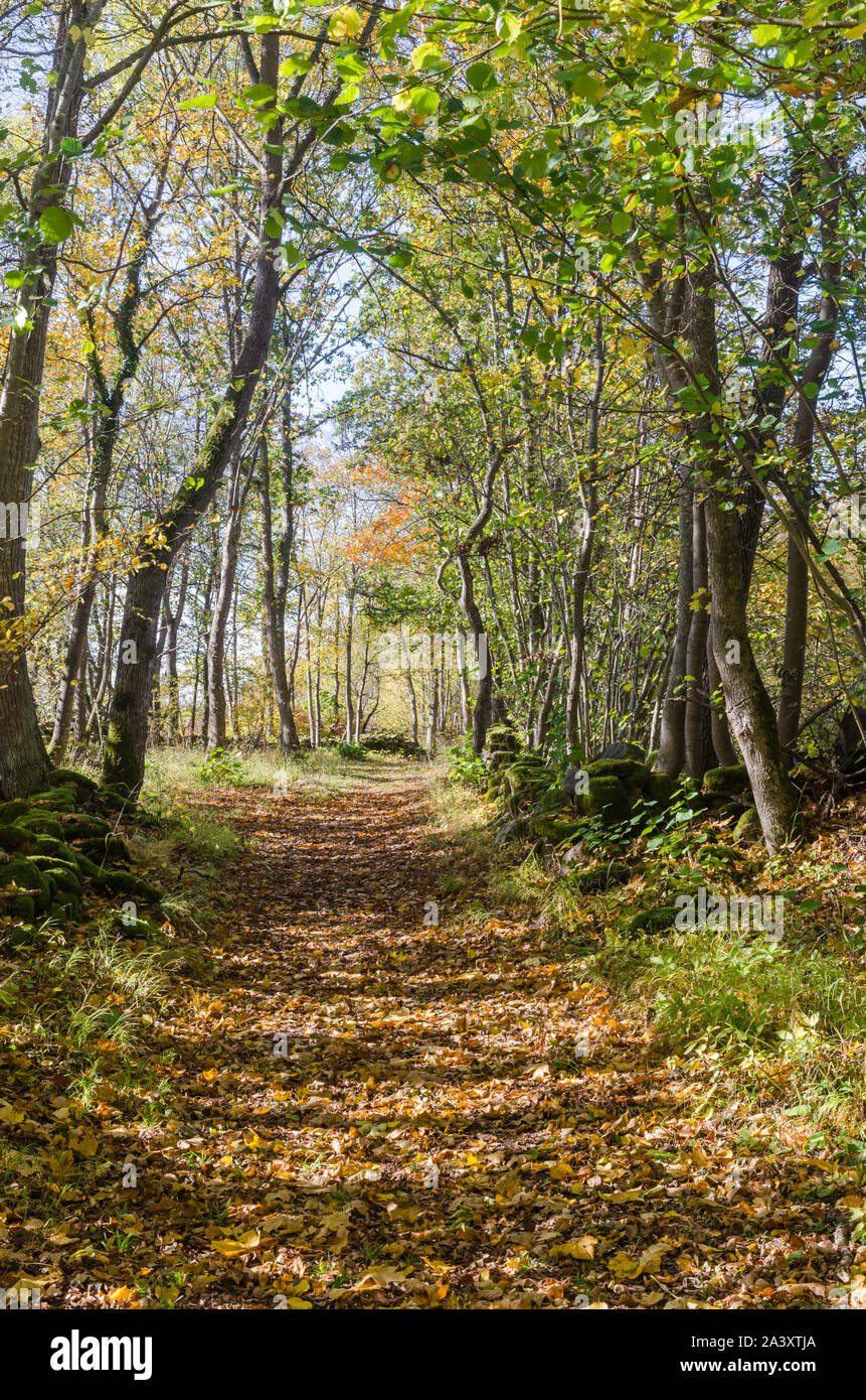Beautiful trail through a bright deciduous forest in fall season colors ...
