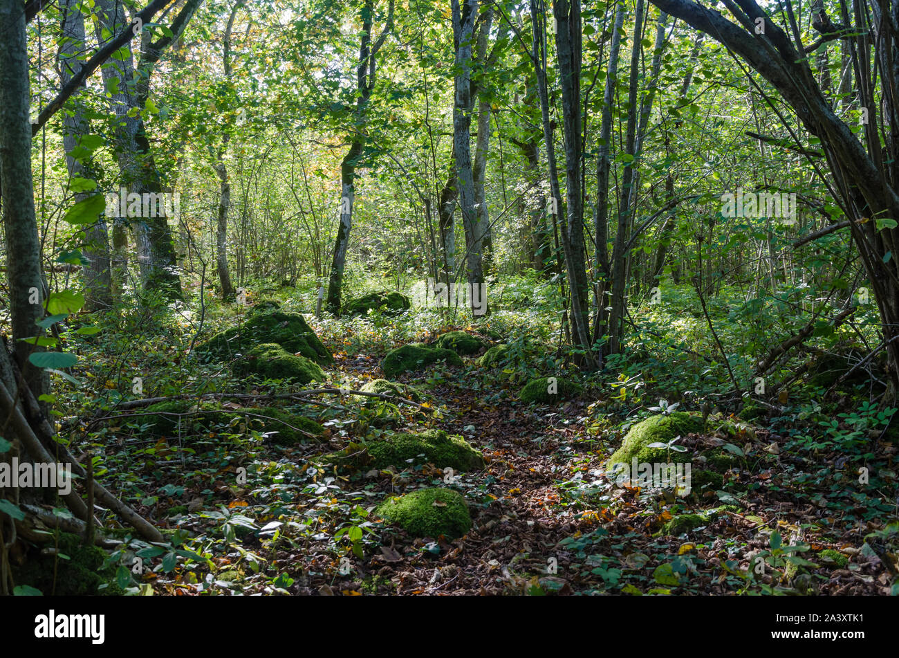 Moss covered stones in a beautiful lush green deciduous forest Stock ...
