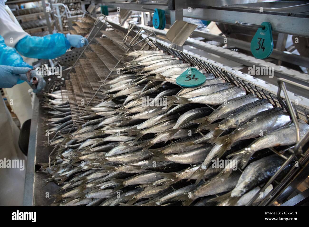PREPARATION, CLEANING AND GUTTING OF THE SARDINES BY HAND BEFORE ...