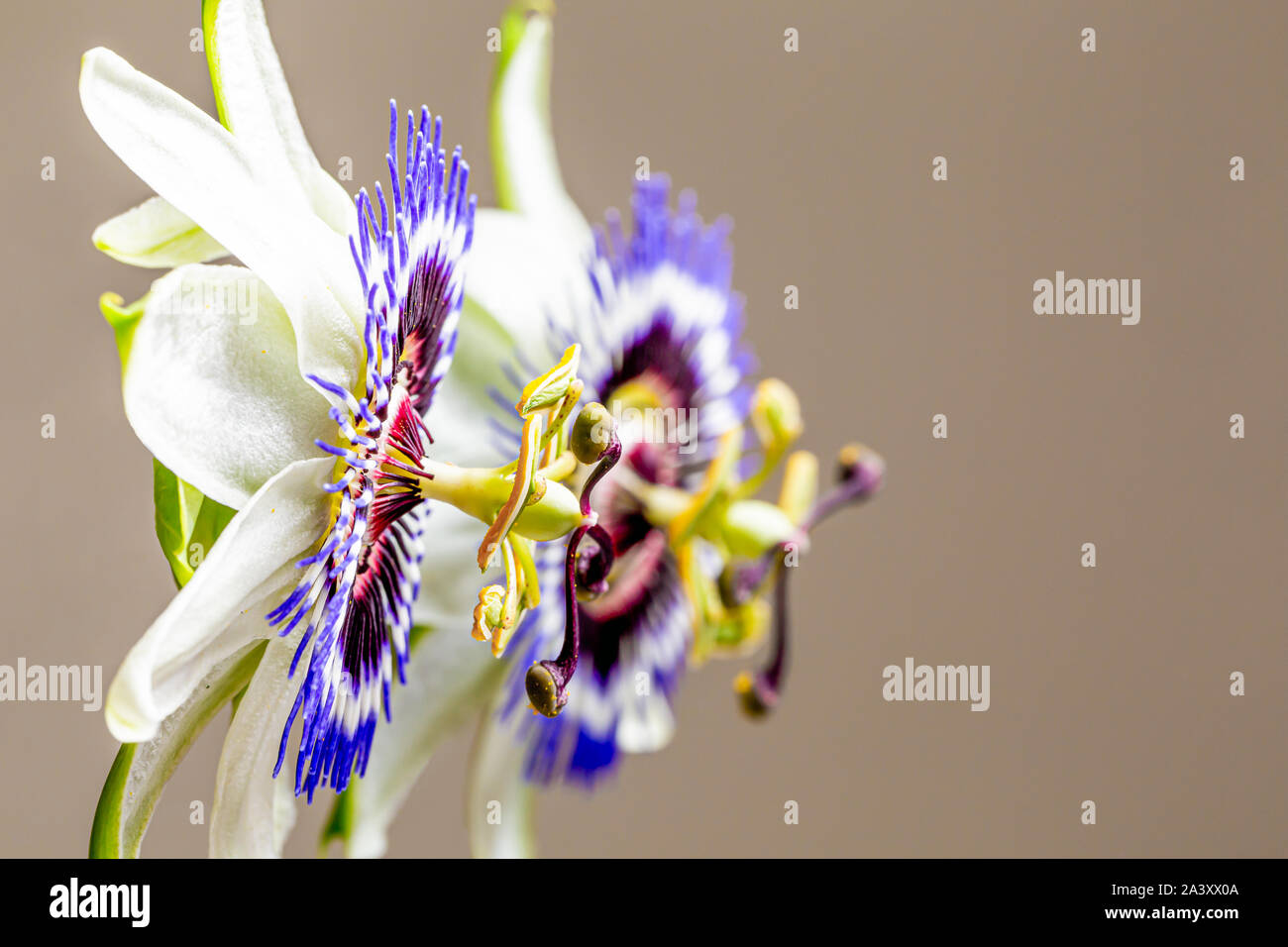 Blue Passion Flower or Common Passion Flower (Passiflora caerulea ...