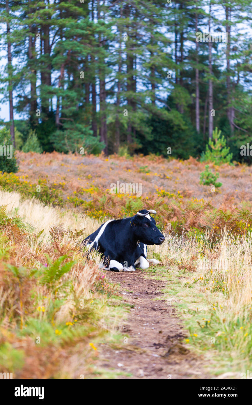 Man sitting on cow hi-res stock photography and images - Alamy