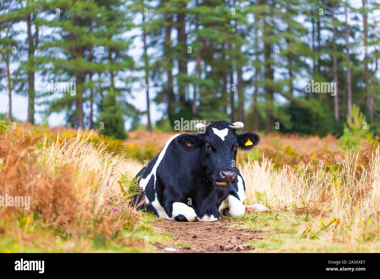 Male cows laying down hi-res stock photography and images - Alamy