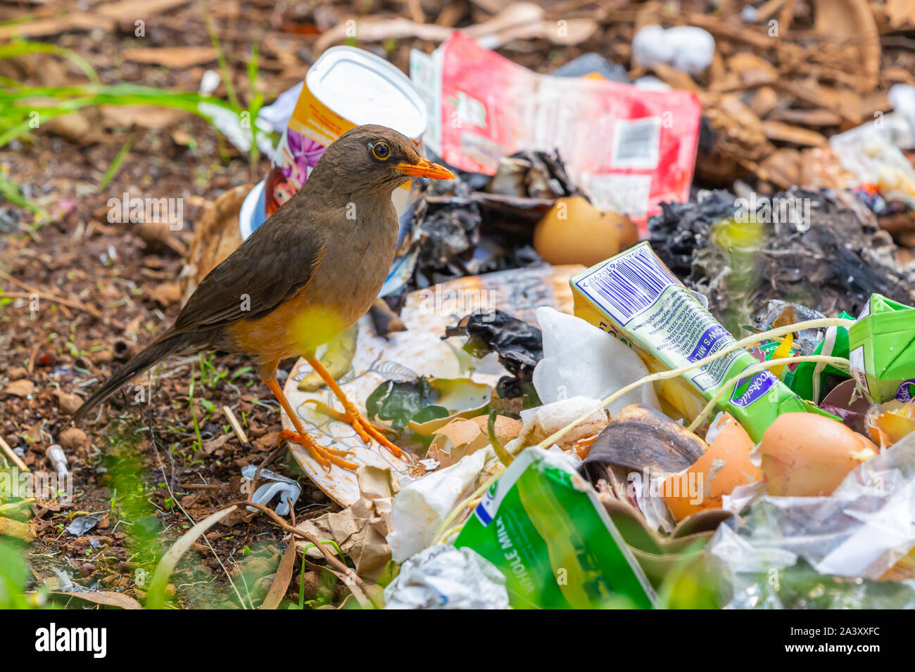 Olive waste hi-res stock photography and images - Alamy