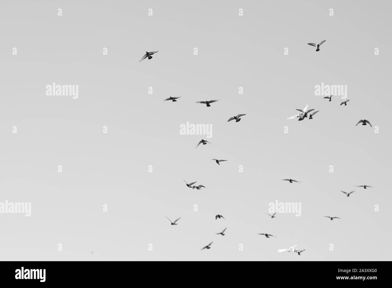 Party Pigeons High Resolution Stock Photography and Images - Alamy