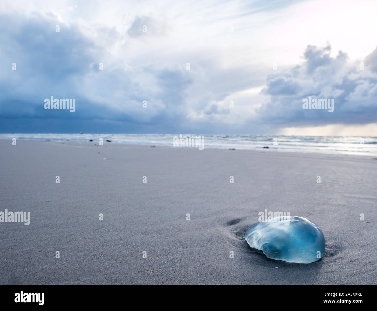 Jellyfish at the North Sea Stock Photo - Alamy