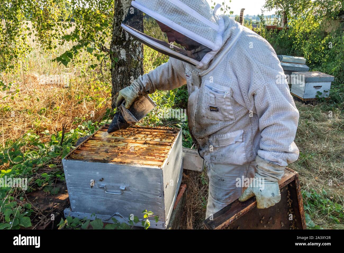 BEEKEEPER WITH HIS HONEY FRAMES FULL OF BEES, VERIFICATION OF THE BROOD ...