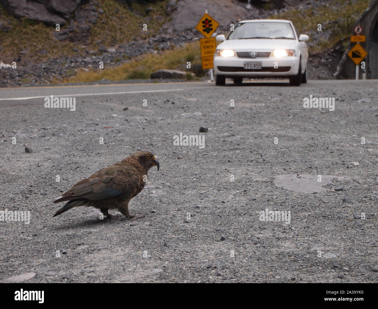 Keas in the south island of new zealand hi-res stock photography and ...
