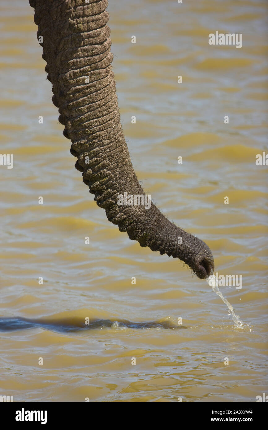 Elefante africano hi-res stock photography and images - Alamy