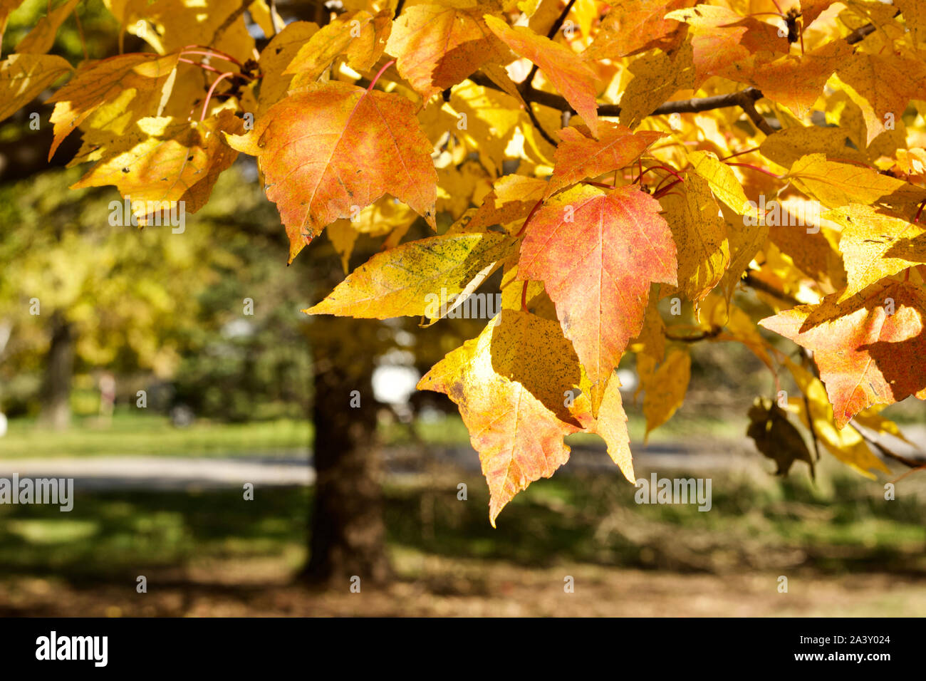 Close up view of red maple tree leaves (acer rubrum) showing early fall colors Stock Photo - Alamy