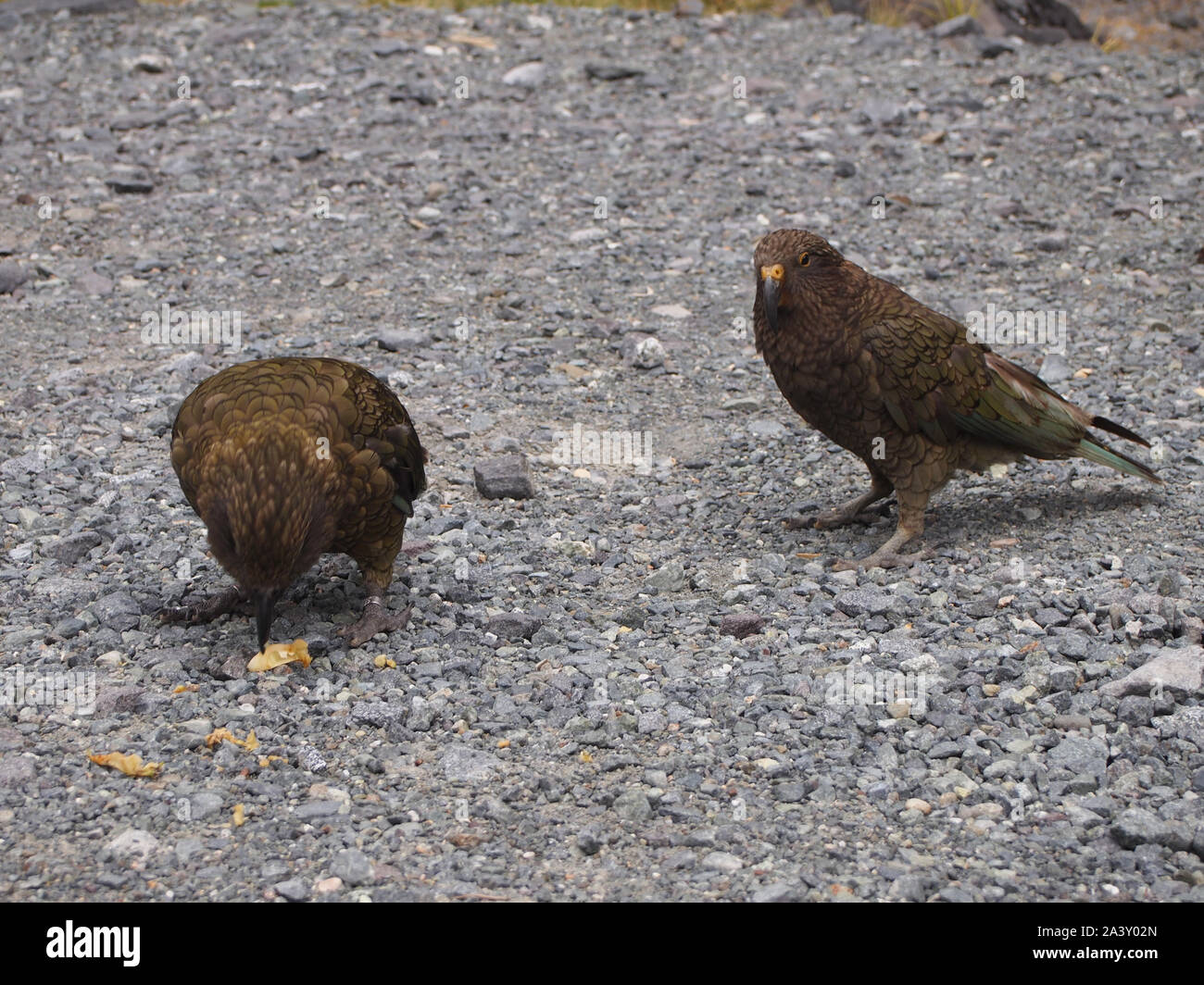 Keas In The South Island Of New Zealand High Resolution Stock ...