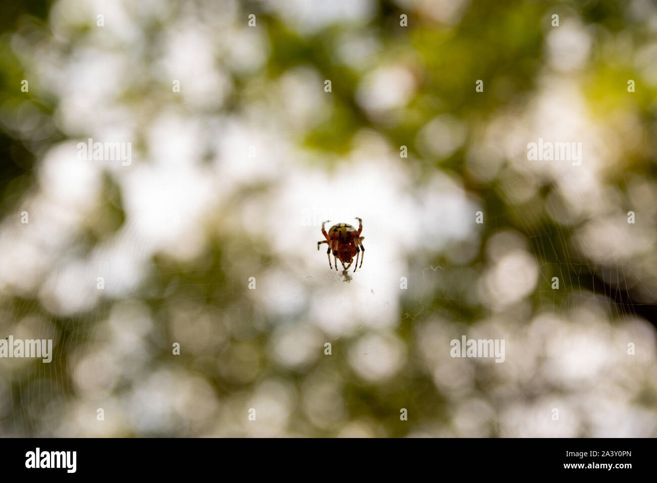 Spider builds web hi-res stock photography and images - Alamy