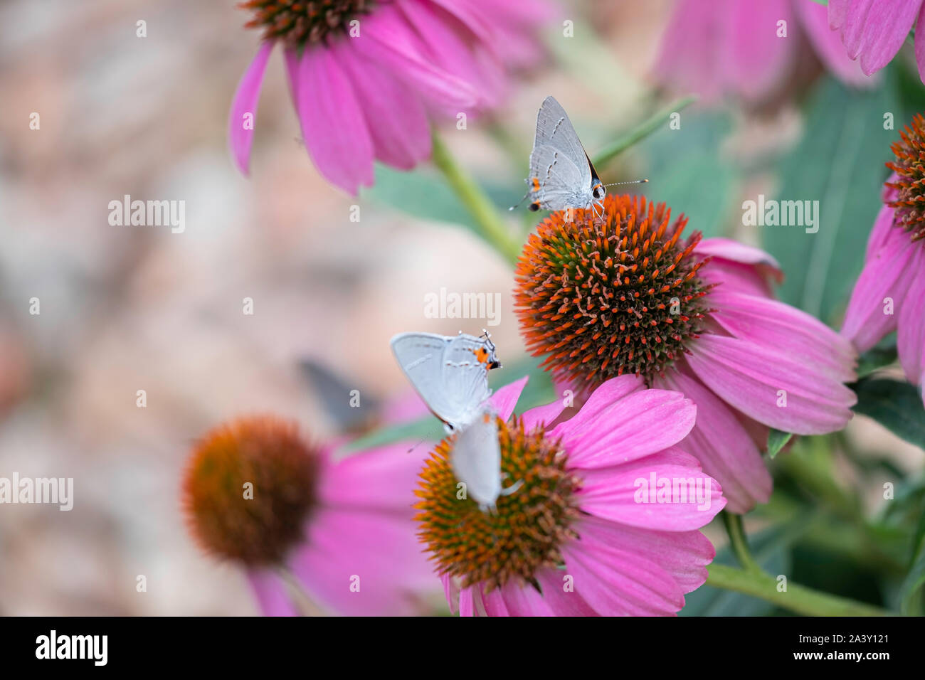 Multiple Gray Hairstreak butterflies, Strymon melinus, feeding on ...