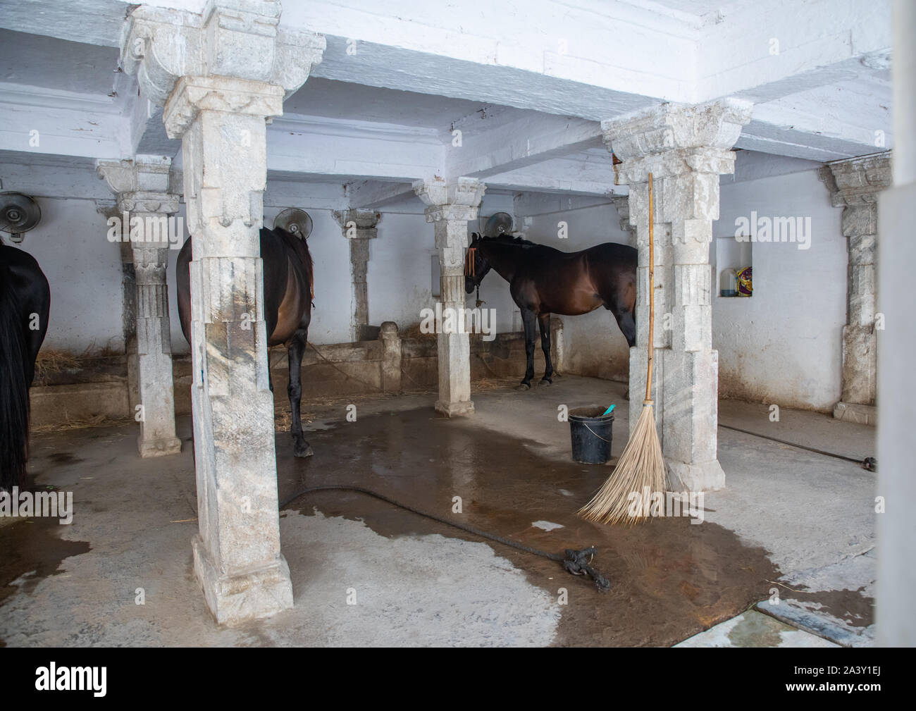 Horses in a stable in the city palace, Rajasthan, Udaipur, India Stock ...