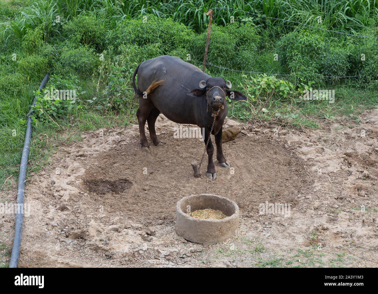 Buffalo farm india hi-res stock photography and images - Alamy