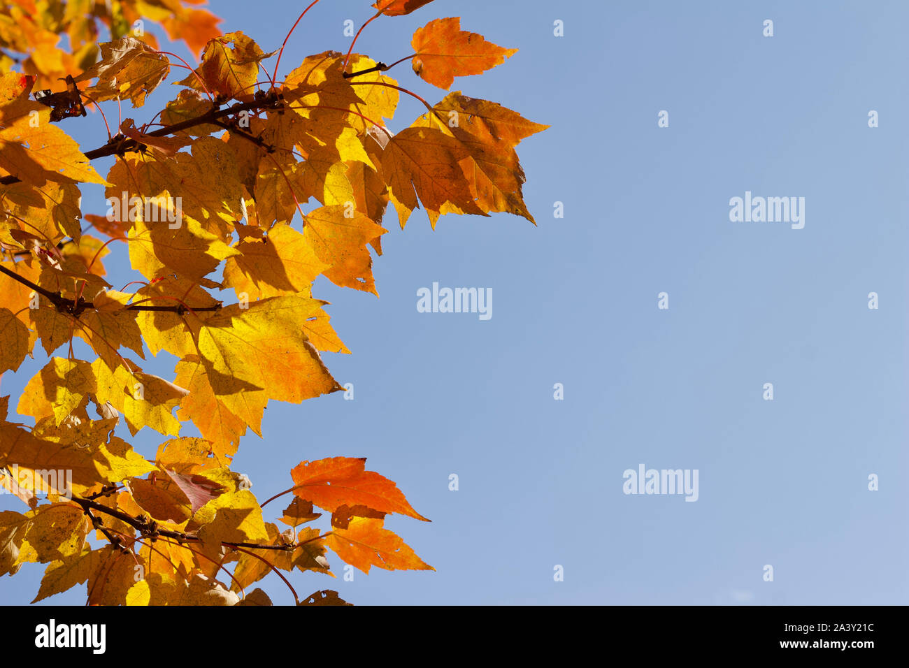 Close up view of red maple tree leaves (acer rubrum) showing early fall ...