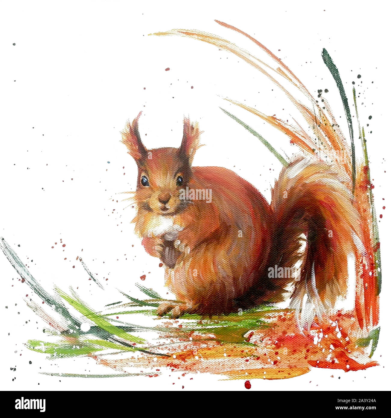 Red Squirrel Illustration