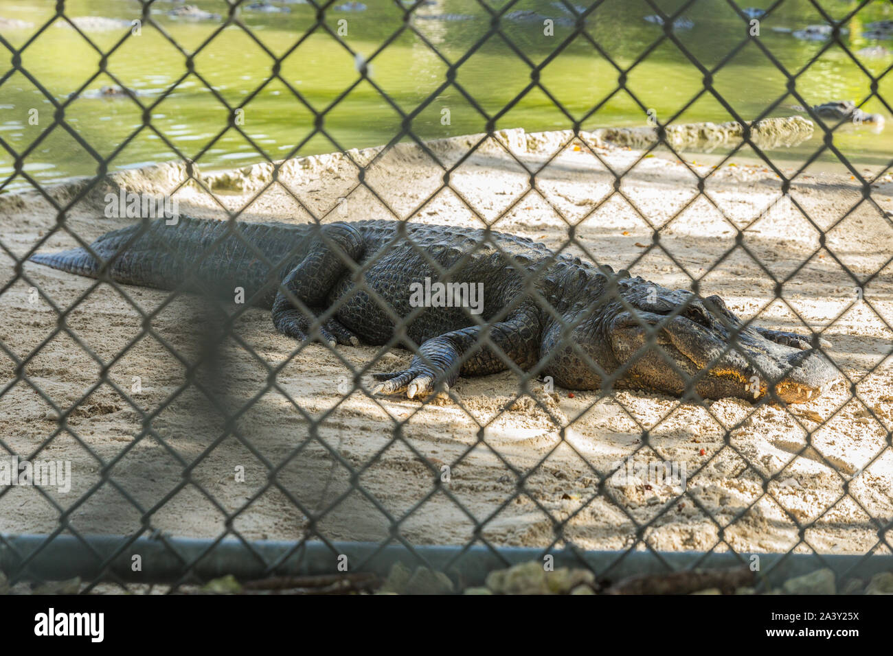 Captured aligator hi-res stock photography and images - Alamy
