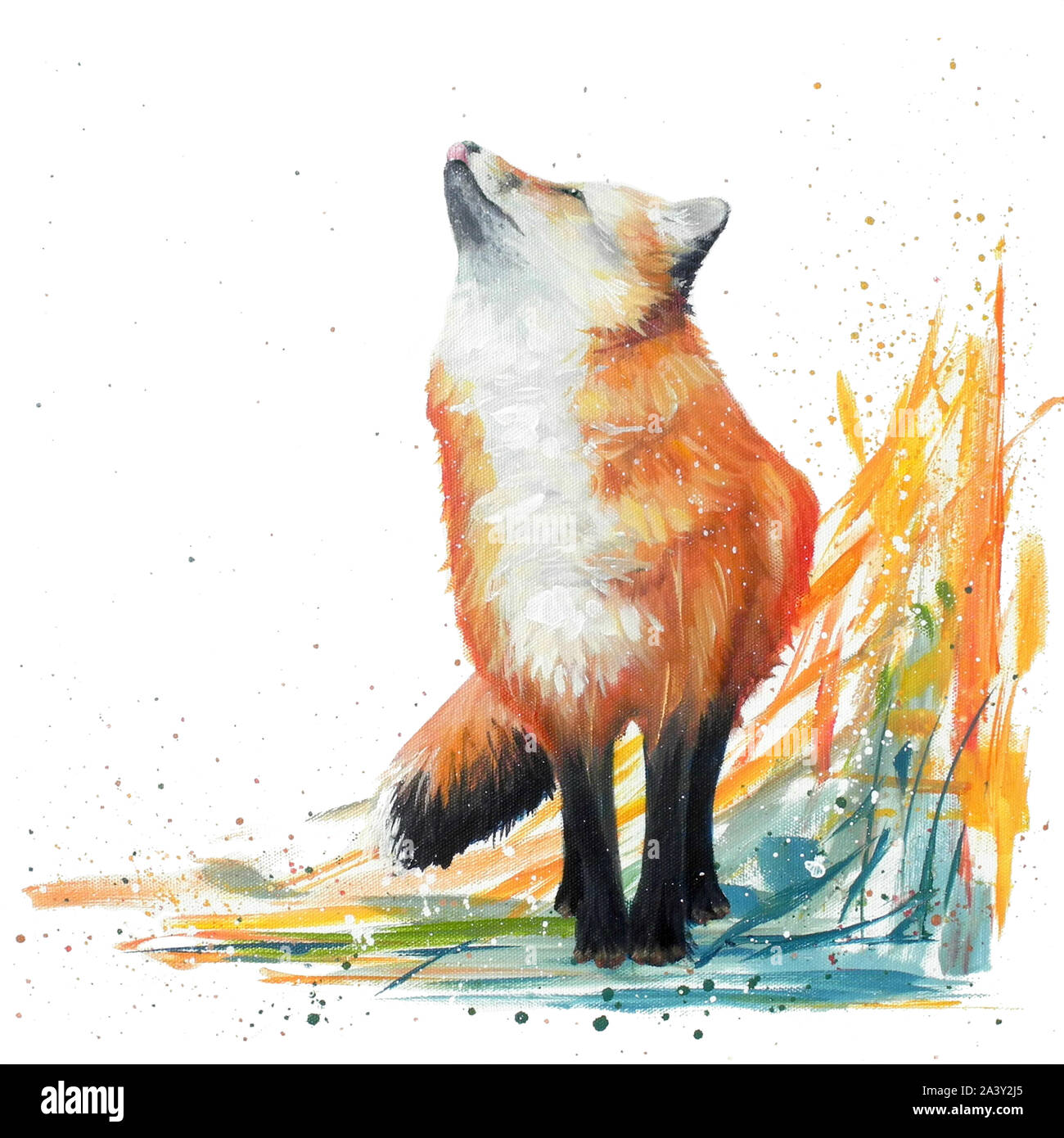 Rural red fox Cut Out Stock Images & Pictures - Alamy