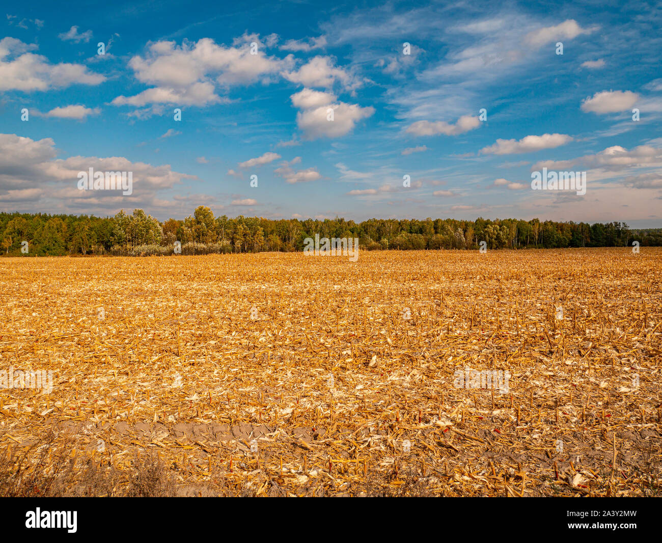 Mowed corn field after harvesting. Cloud horizon. Agriculture Stock ...