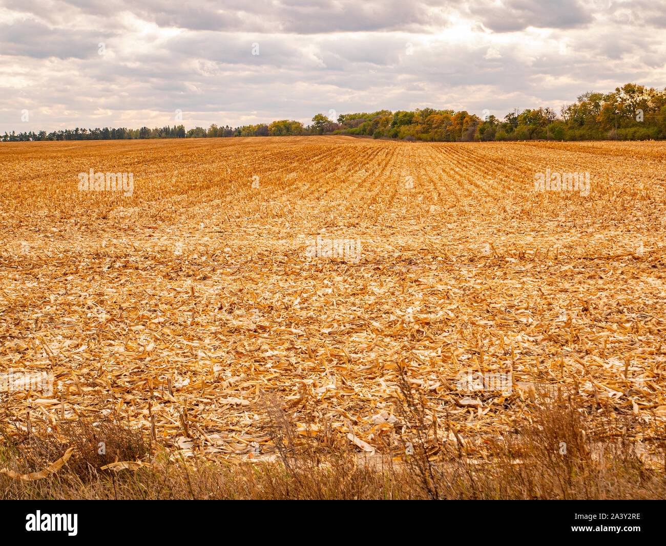 Mowed corn field after harvesting. Cloud horizon. Agriculture Stock ...