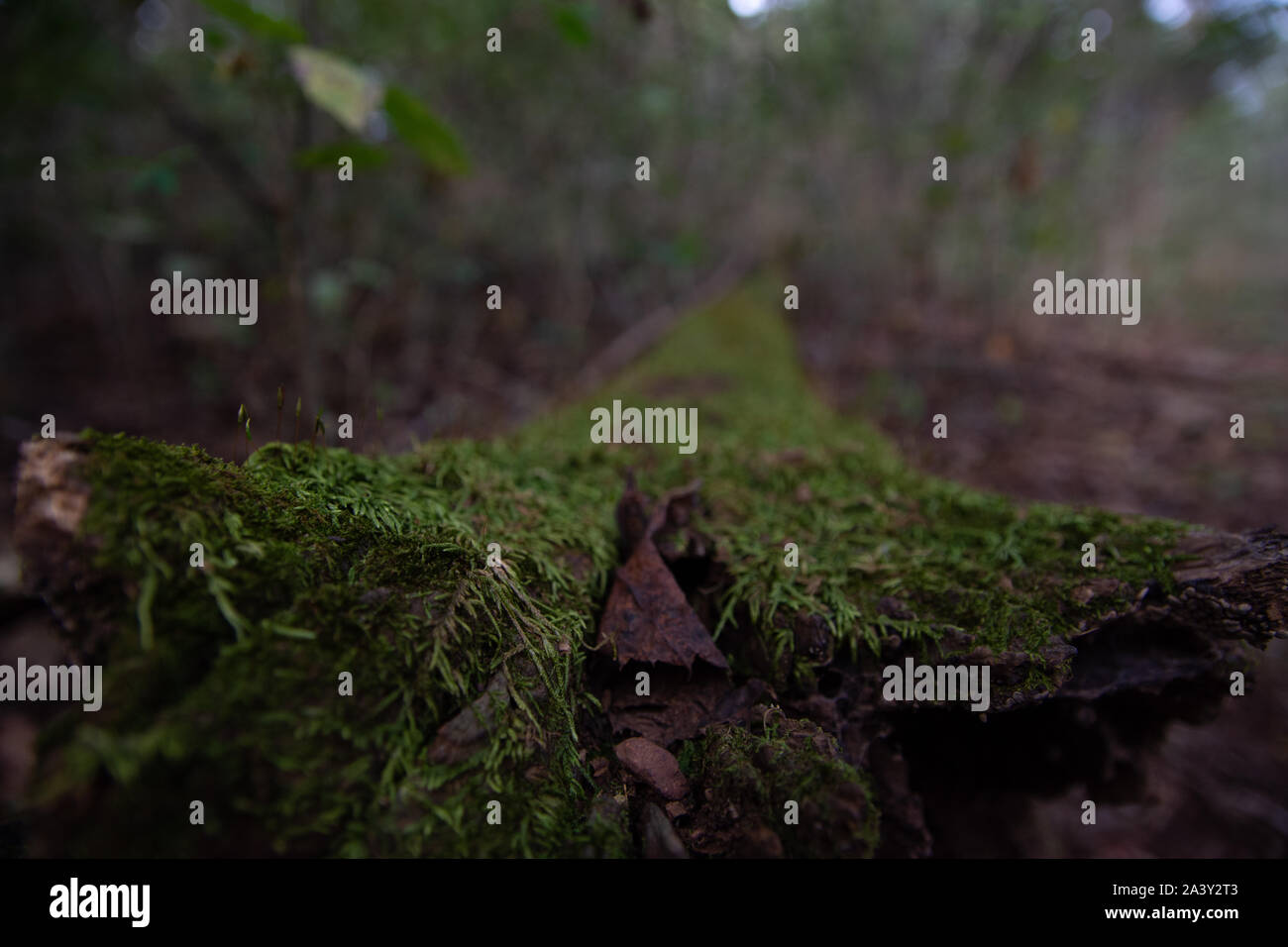 Jungle mossy hi-res stock photography and images - Alamy