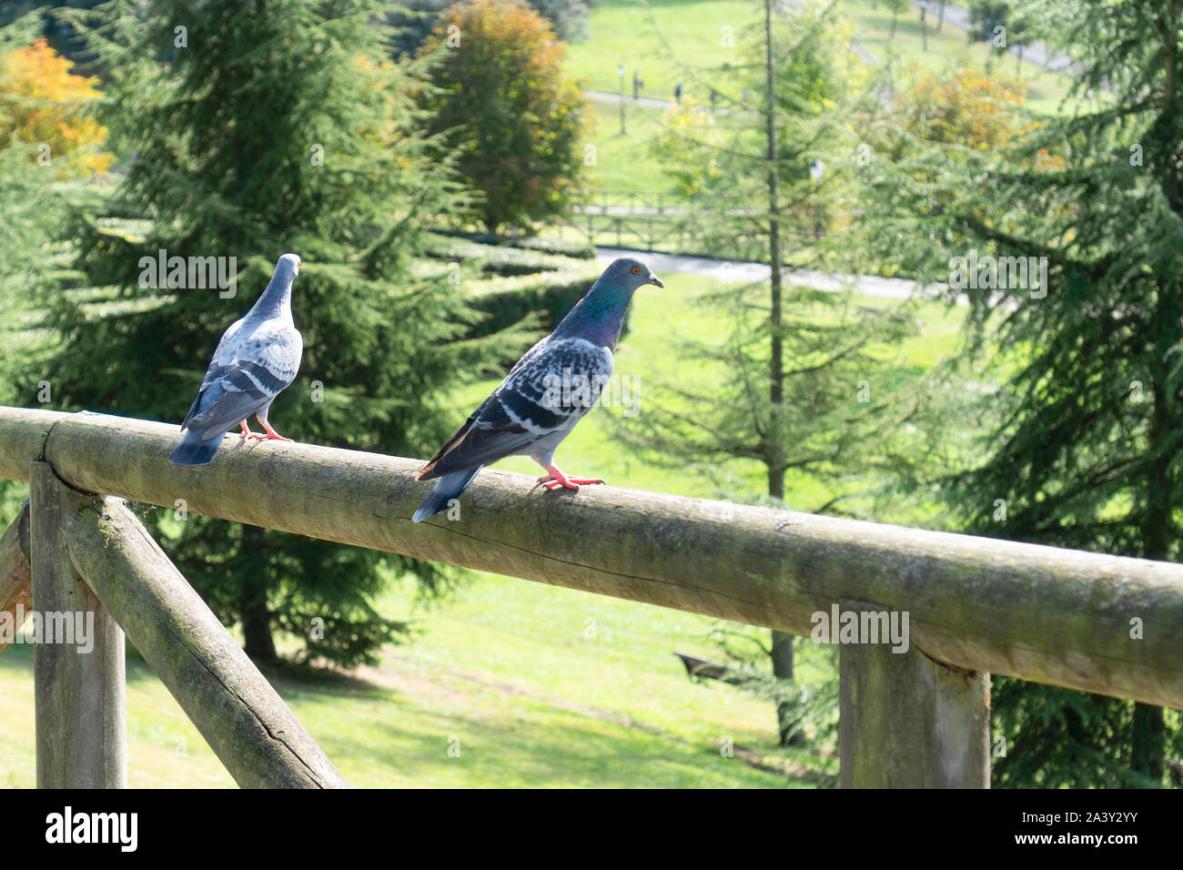 Divorce of pigeons hi-res stock photography and images - Alamy