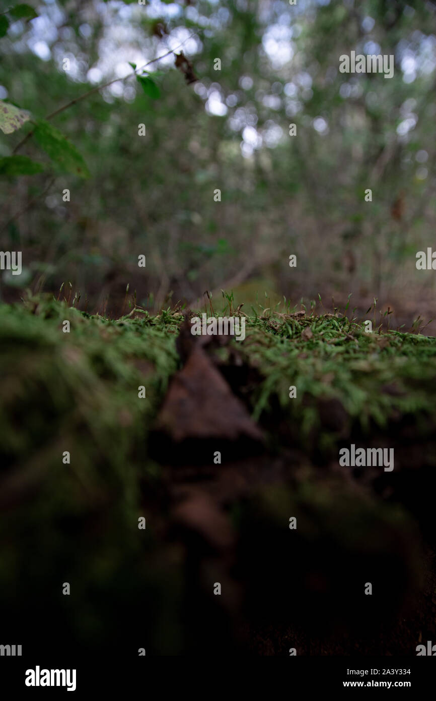 Mossy oak hi-res stock photography and images - Alamy