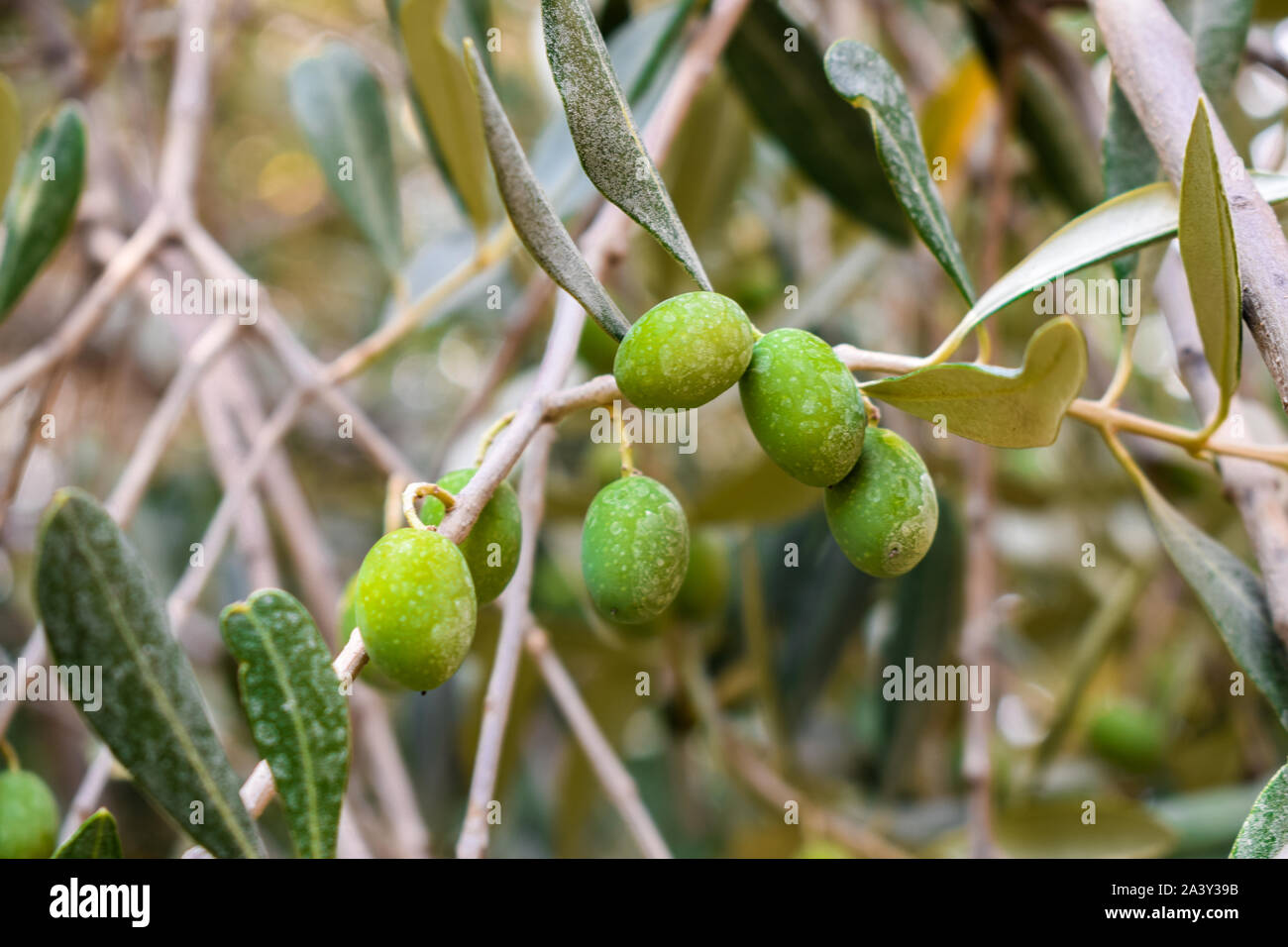 olives fruit hanging in a branch of a olive tree, with rain drops Stock ...