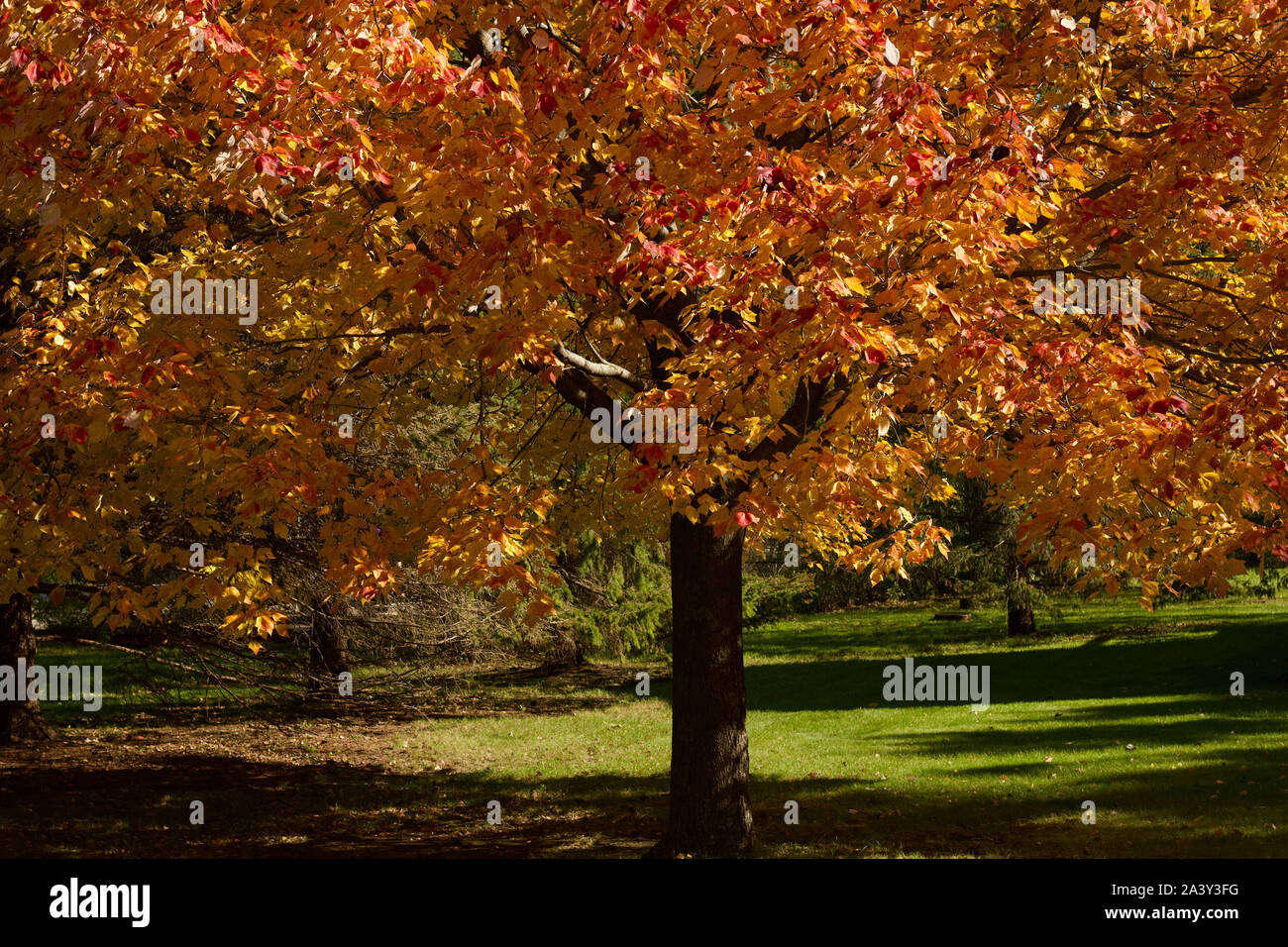 Close up view of red maple tree leaves (acer rubrum) showing early fall ...