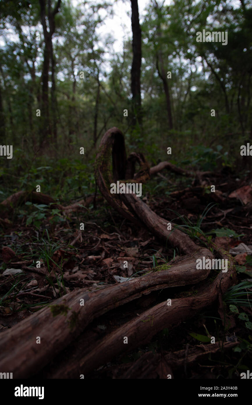 Twisted vine leading up to a tree above Stock Photo - Alamy