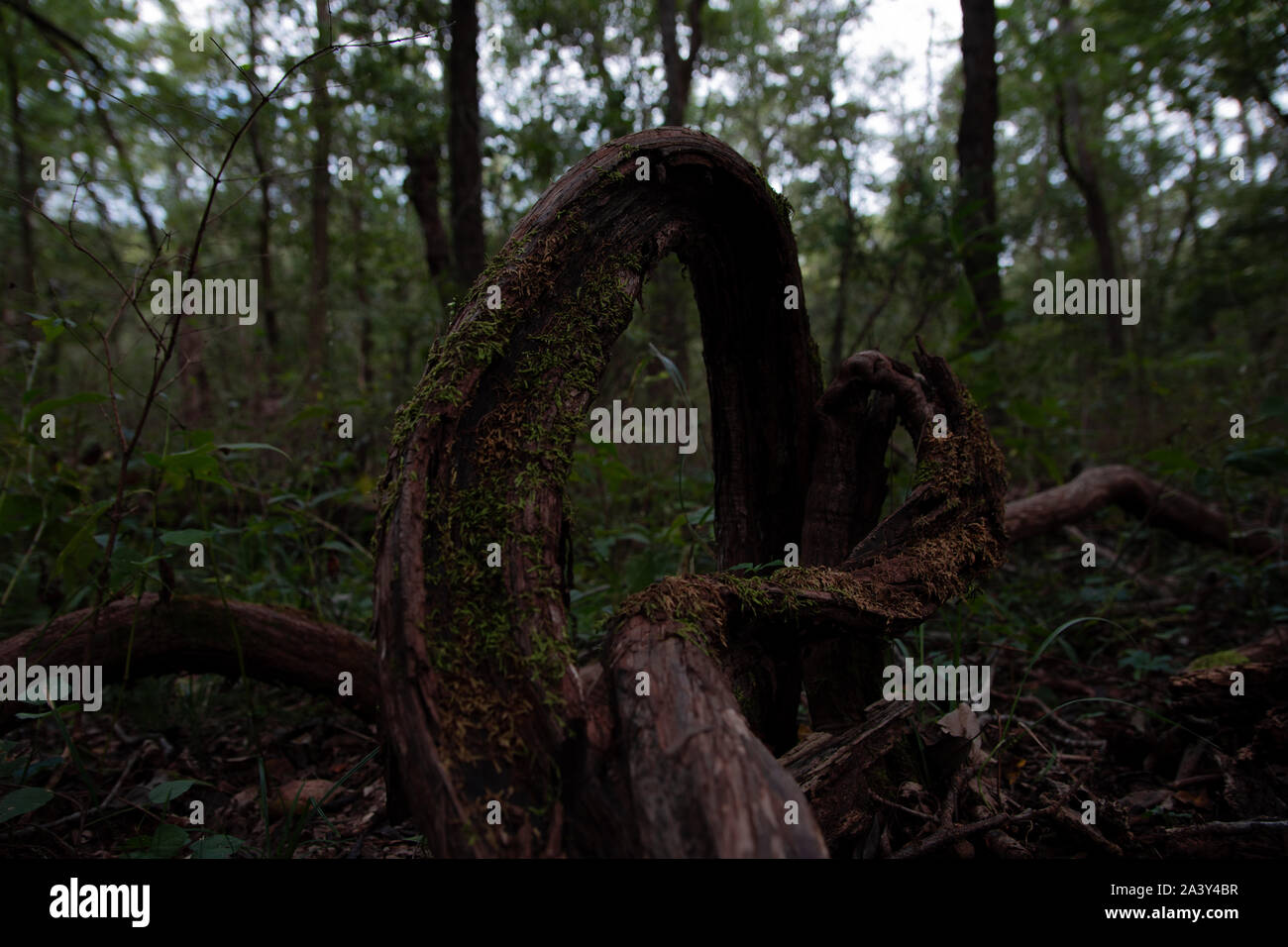 Twisted tree vine hi-res stock photography and images - Alamy