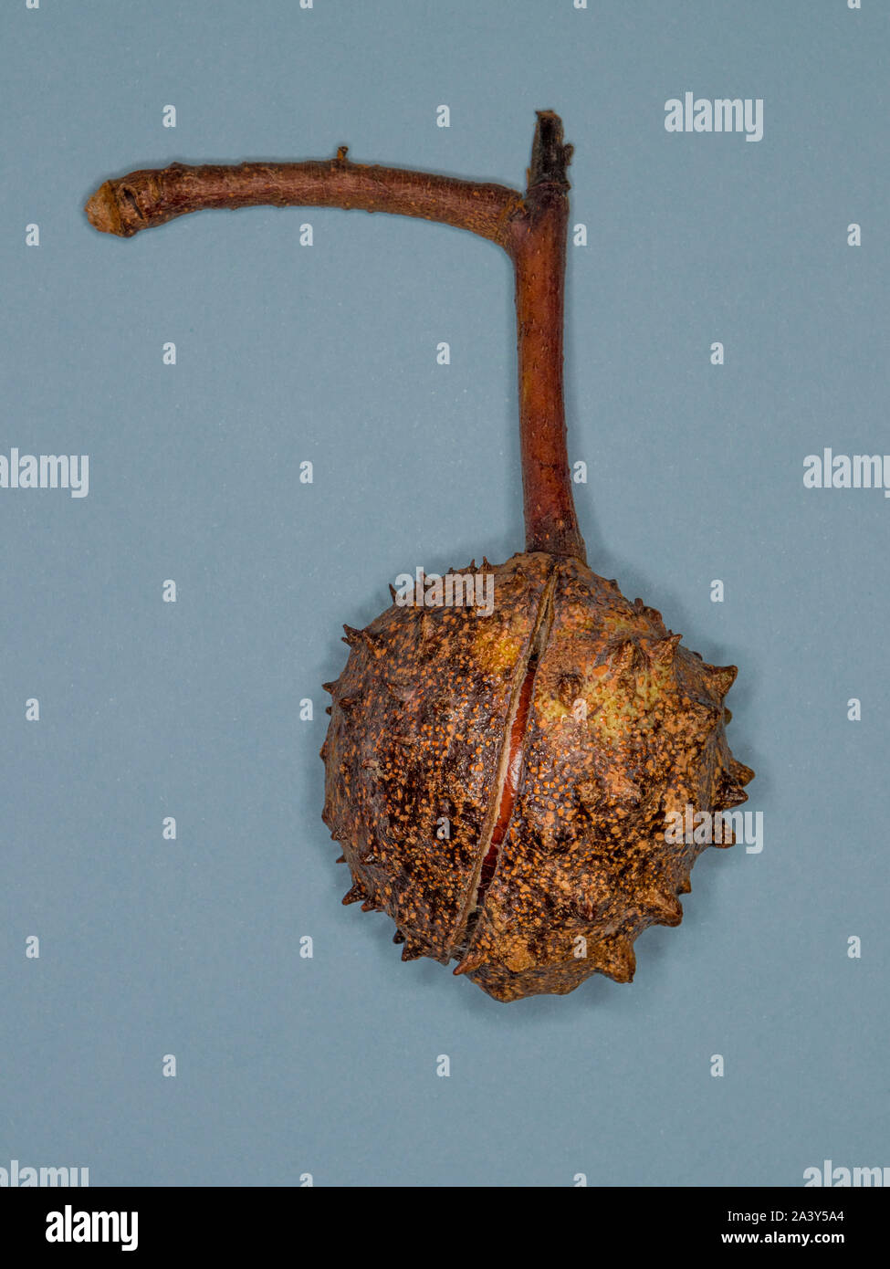 Spiky Seed Pod High Resolution Stock Photography and Images - Alamy