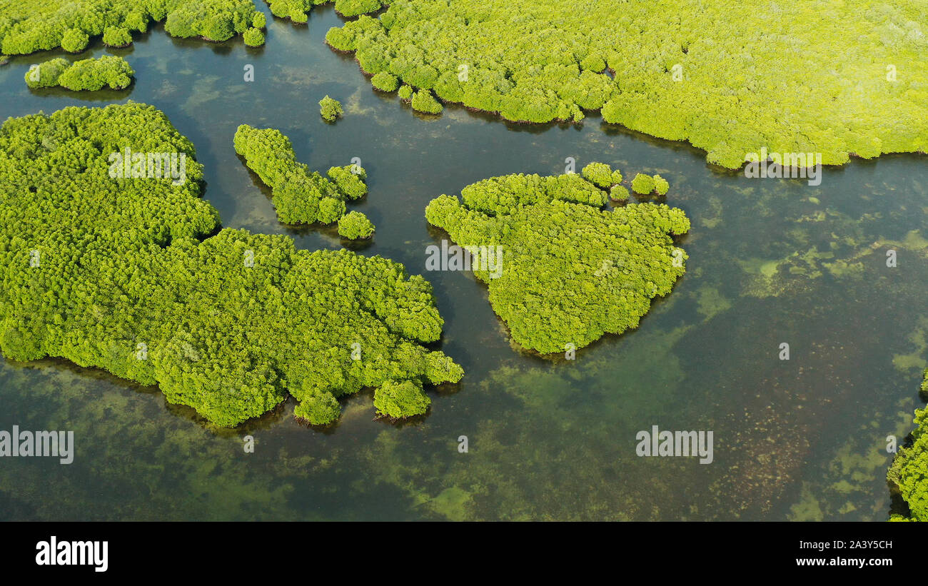 River in tropical mangrove green tree forest top view. Mangrove jungles ...