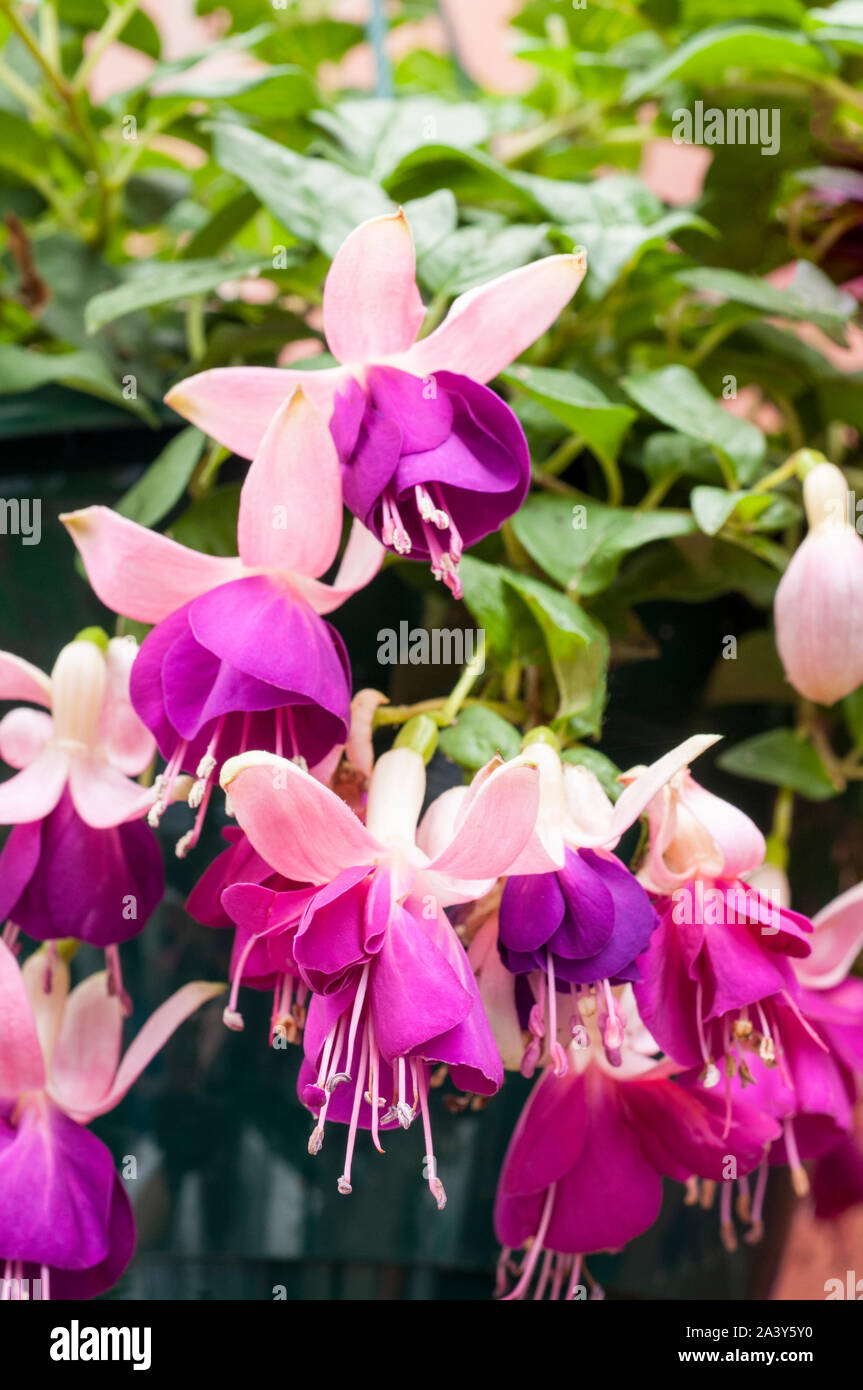 Trailing fuchsia hi-res stock photography and images - Alamy
