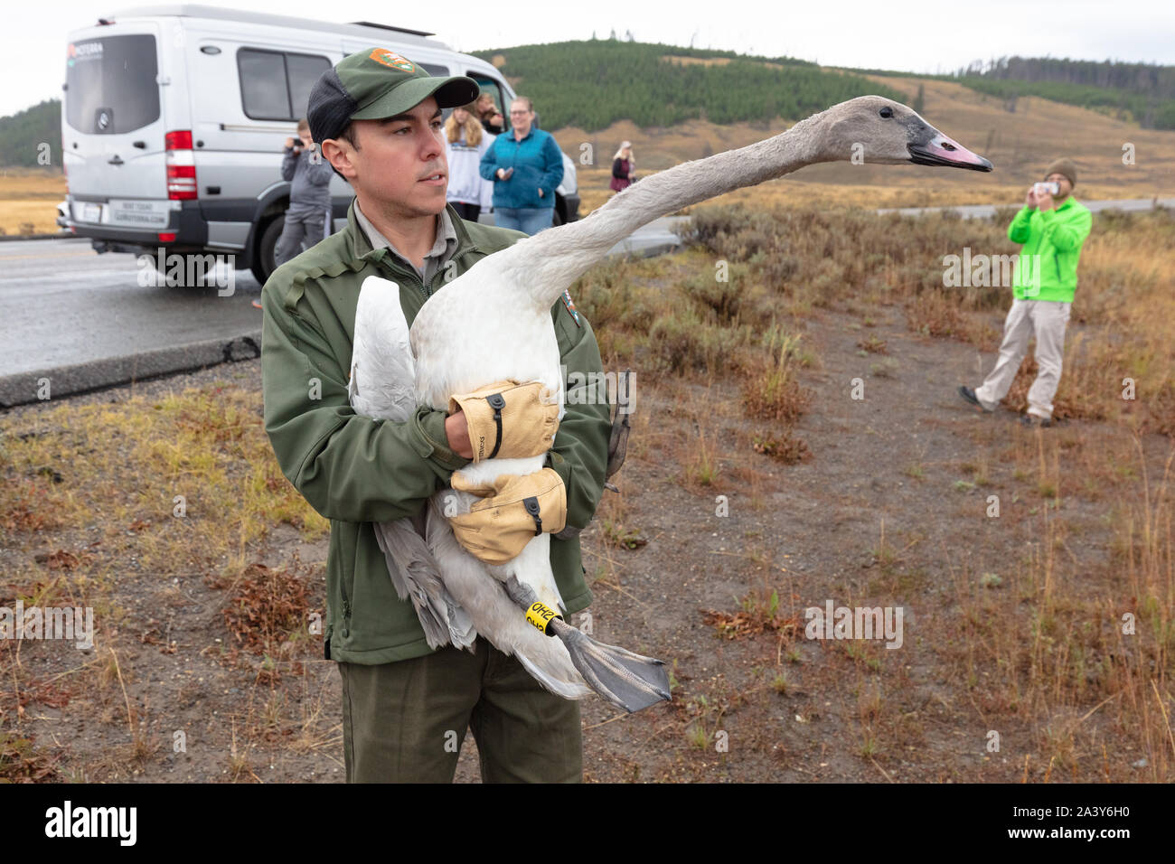 Swan service hi-res stock photography and images - Alamy