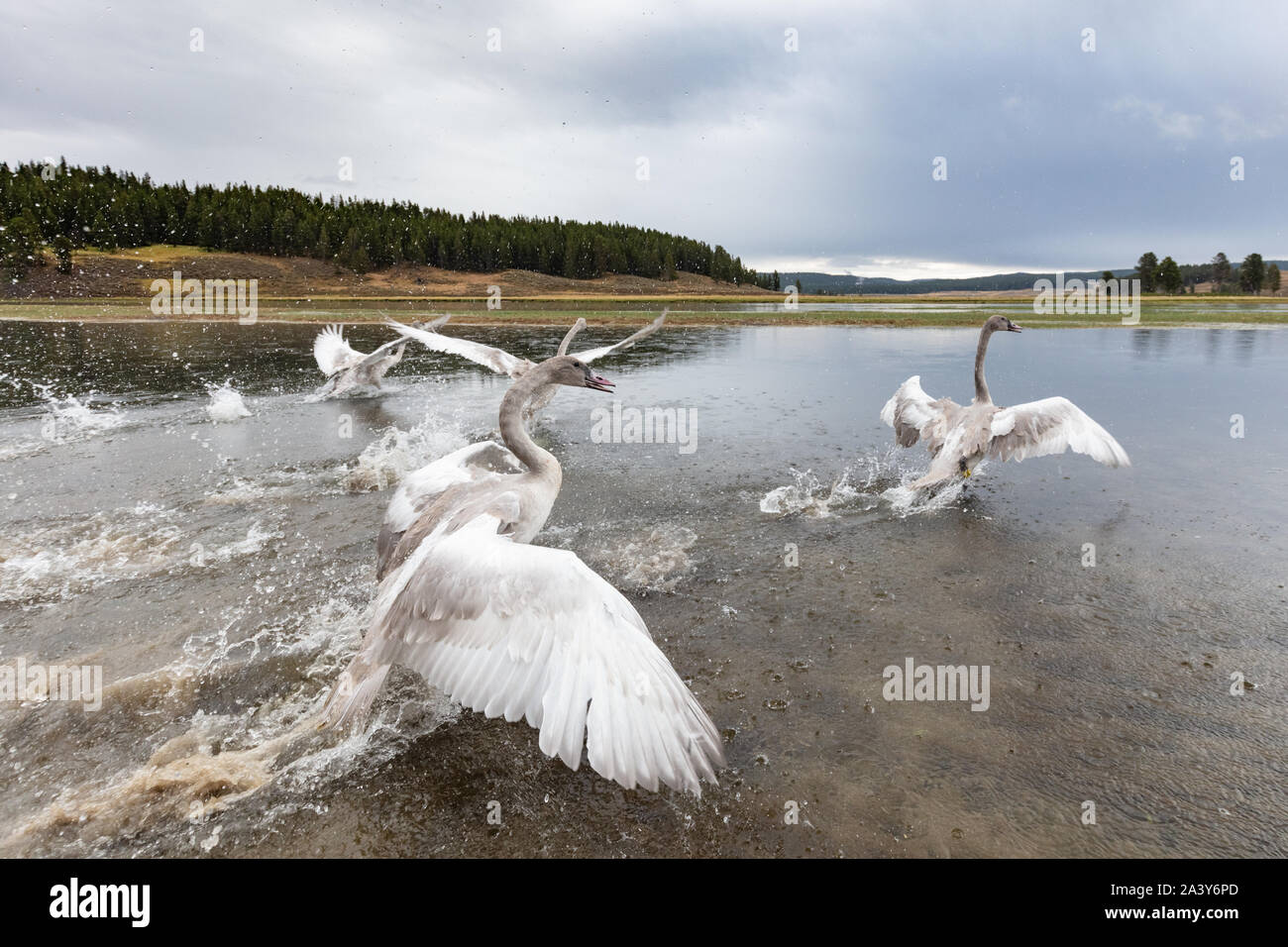 Swan service hi-res stock photography and images - Alamy