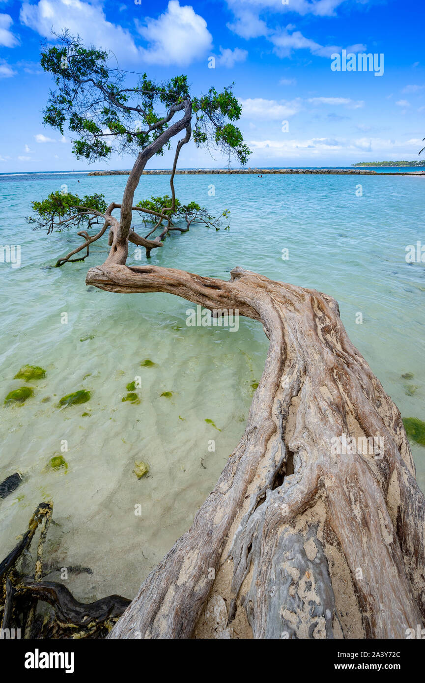 Bahamas mangrove tree hi-res stock photography and images - Alamy