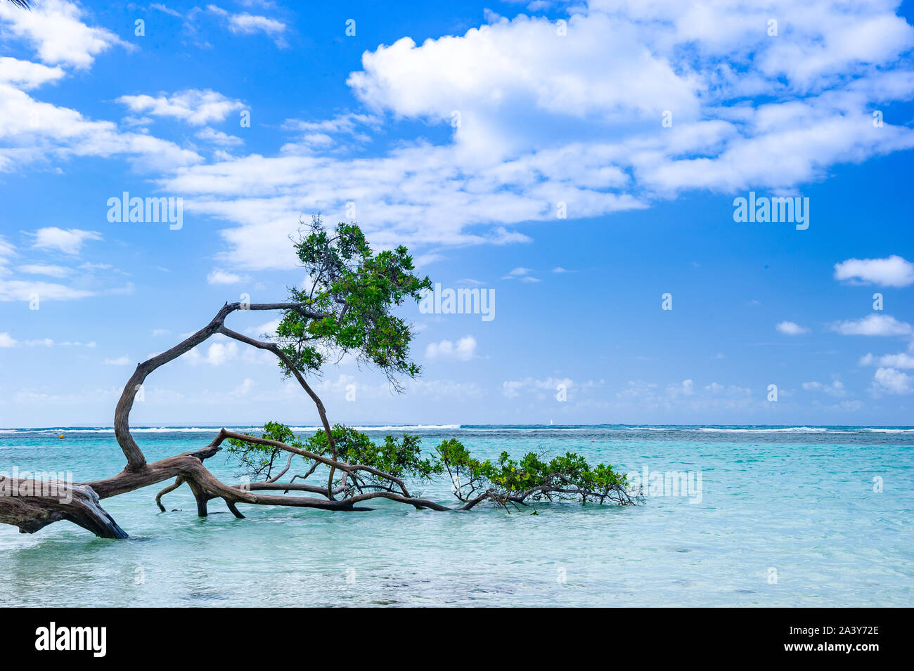 Bahamas mangrove tree hi-res stock photography and images - Alamy