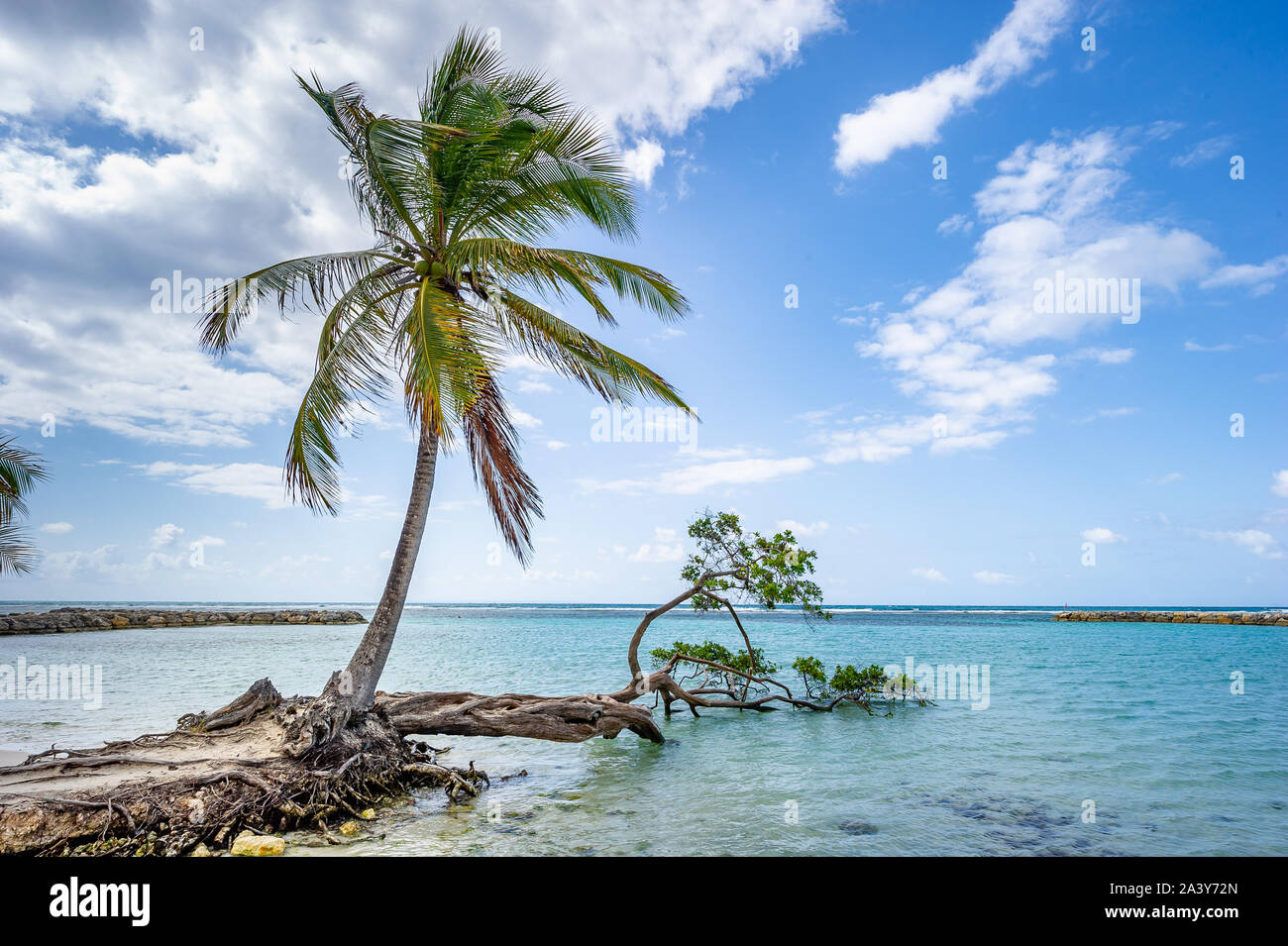 Bahamas mangrove tree hi-res stock photography and images - Alamy