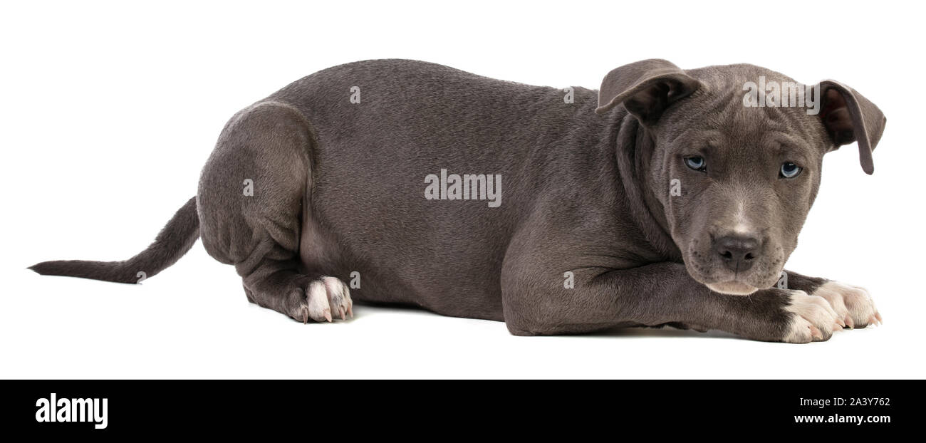 Cute puppy staffbull lying down with blue eyes on a white background ...