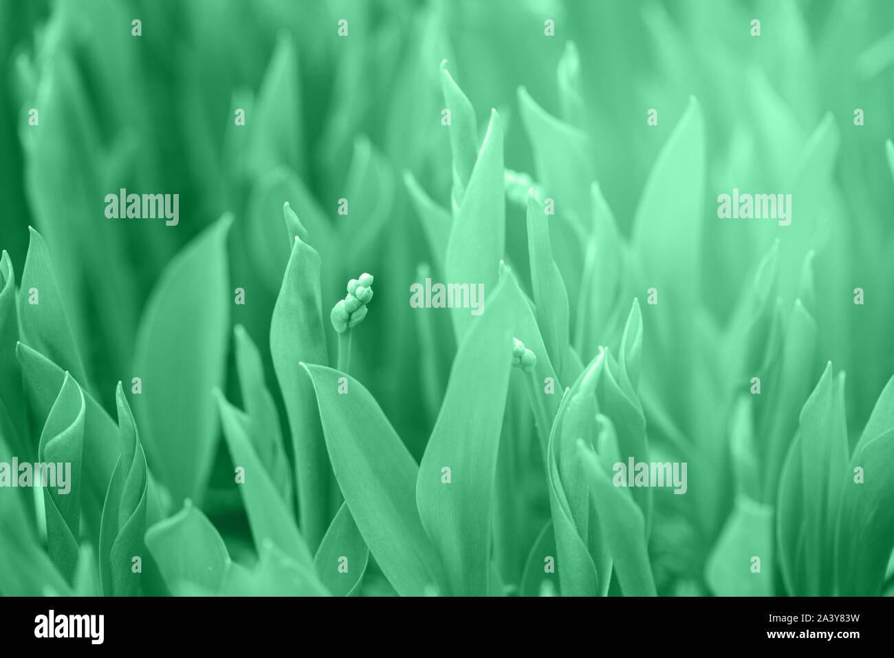 Beautiful macro of light green mint small little spring flower buds ...