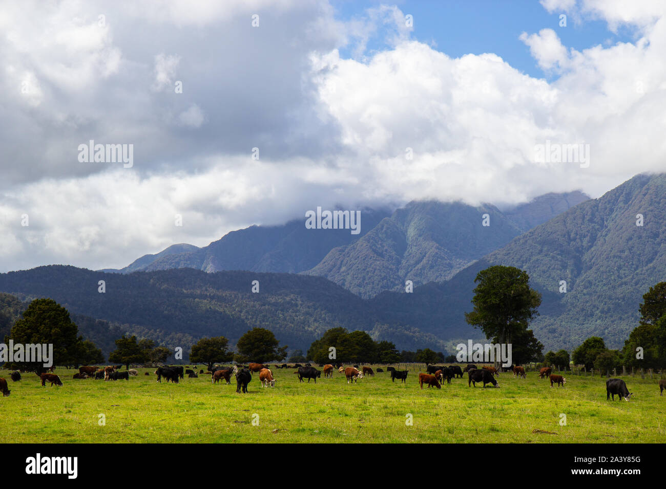 New zealand mount cook sheep hi-res stock photography and images - Alamy