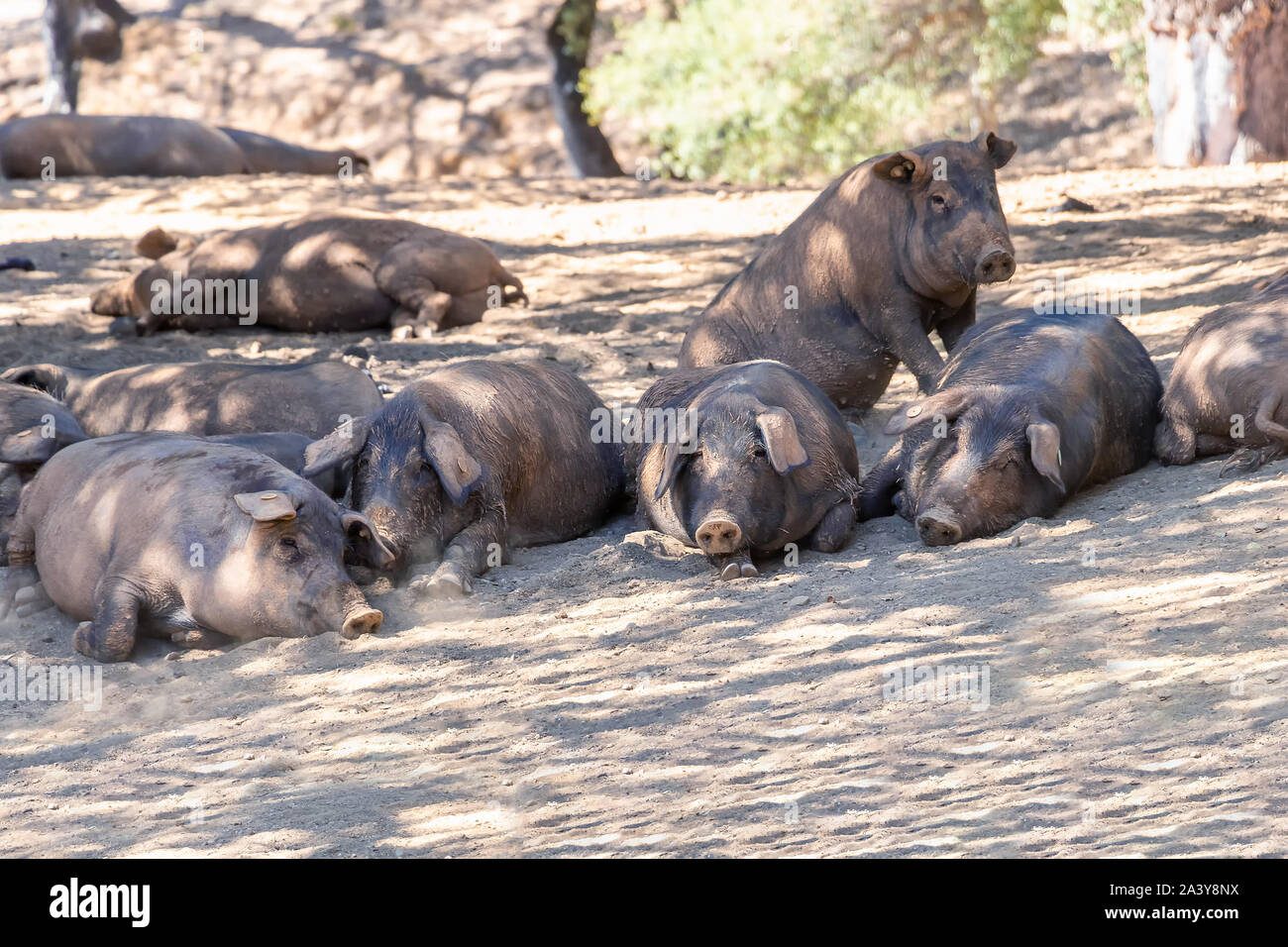 A group of Iberian pig in a cork tree shadow, in Jabugo village in the ...