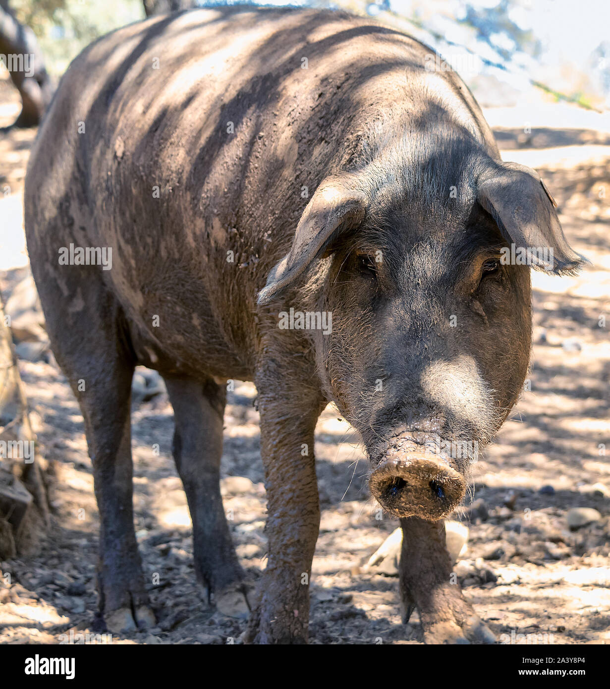 Iberian pig in Jabugo village in the mountains of Aracena, Huelva ...